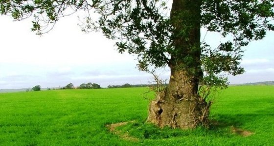 Middridge Meadows Livery Certificated Location, Newton Aycliffe, Durham